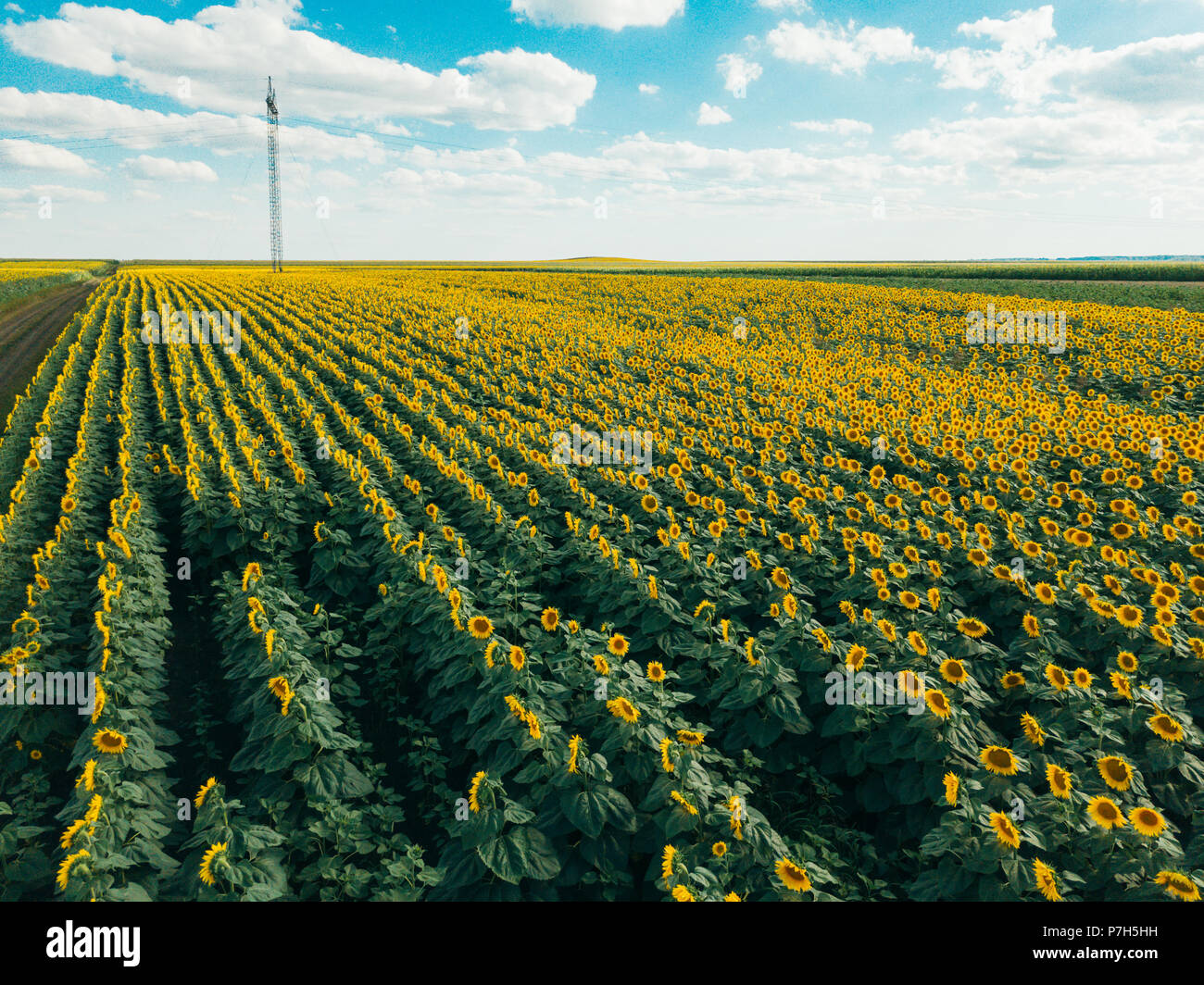 Aerial view of cultivated sunflower field in summer Stock Photo - Alamy