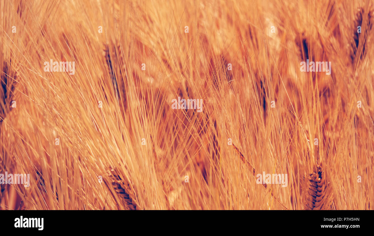 Ears of barley in cultivated field, close up Stock Photo - Alamy