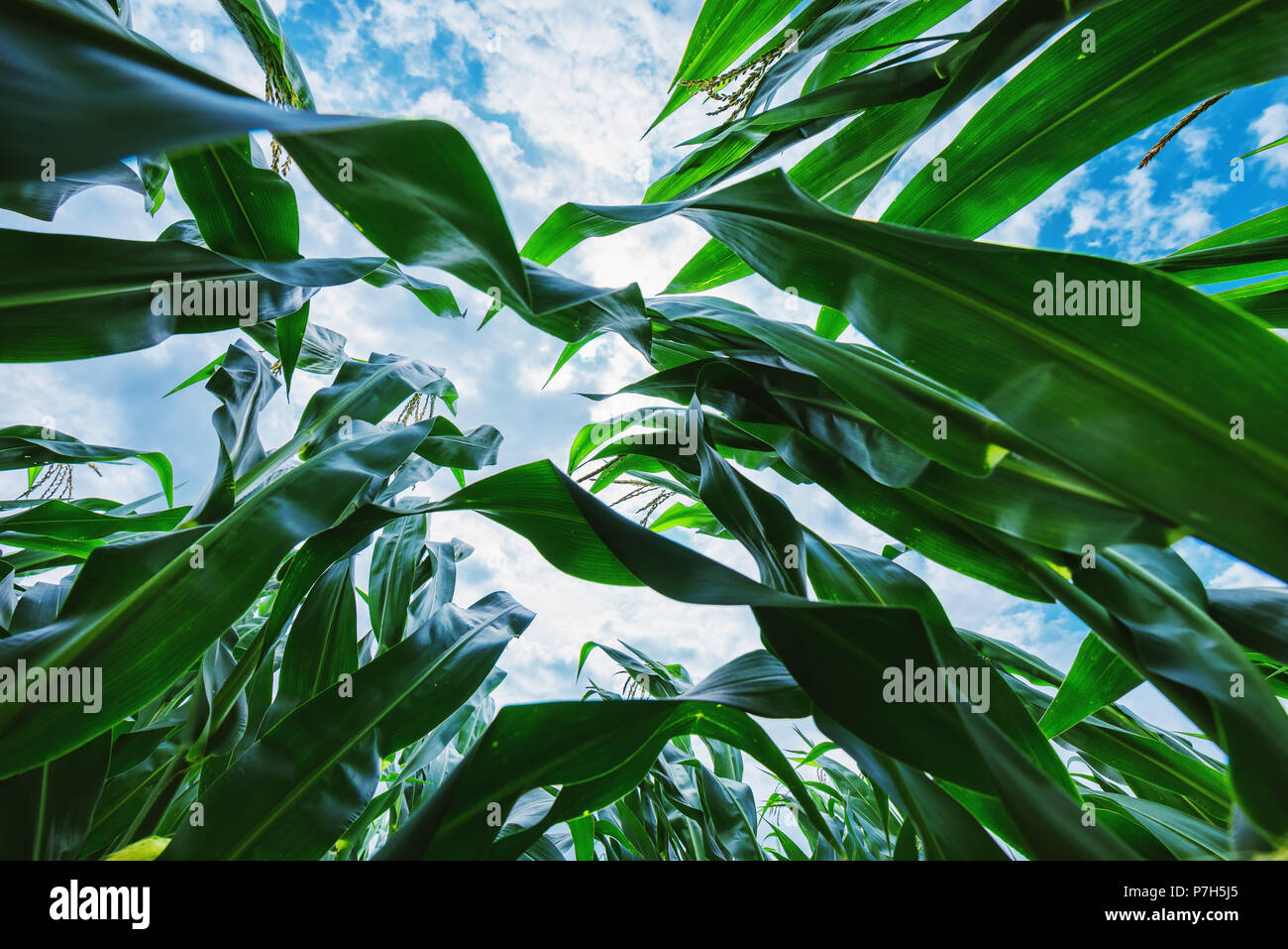 Maize crop in corn field, low angle view Stock Photo - Alamy
