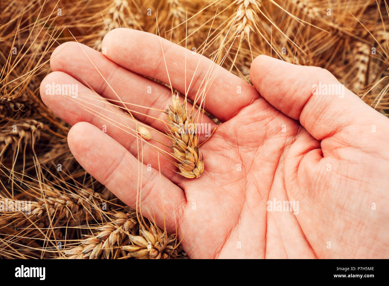 Wheat grains are ready for harvest, farm worker is gently touching the ...