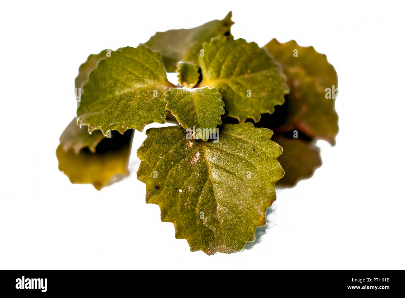 Close up of a small branch of ajwain plant isolated on white Stock ...