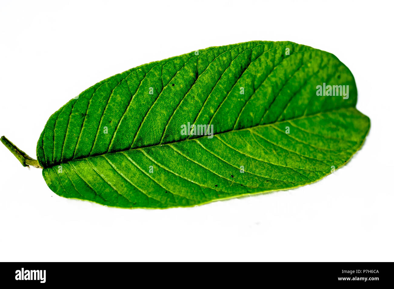 Psidium Guajava Leaves