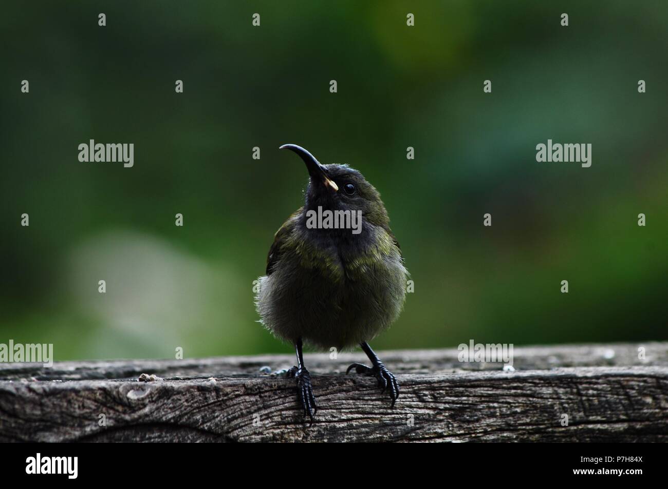 Sunbird Flight High Resolution Stock Photography and Images - Alamy