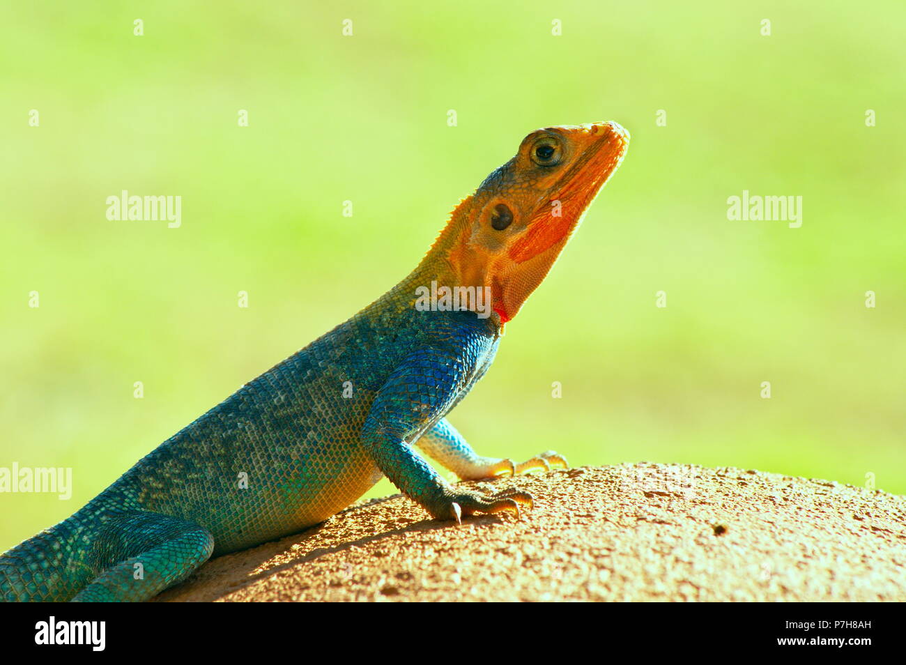 African Rainbow Lizard High Resolution Stock Photography and Images - Alamy