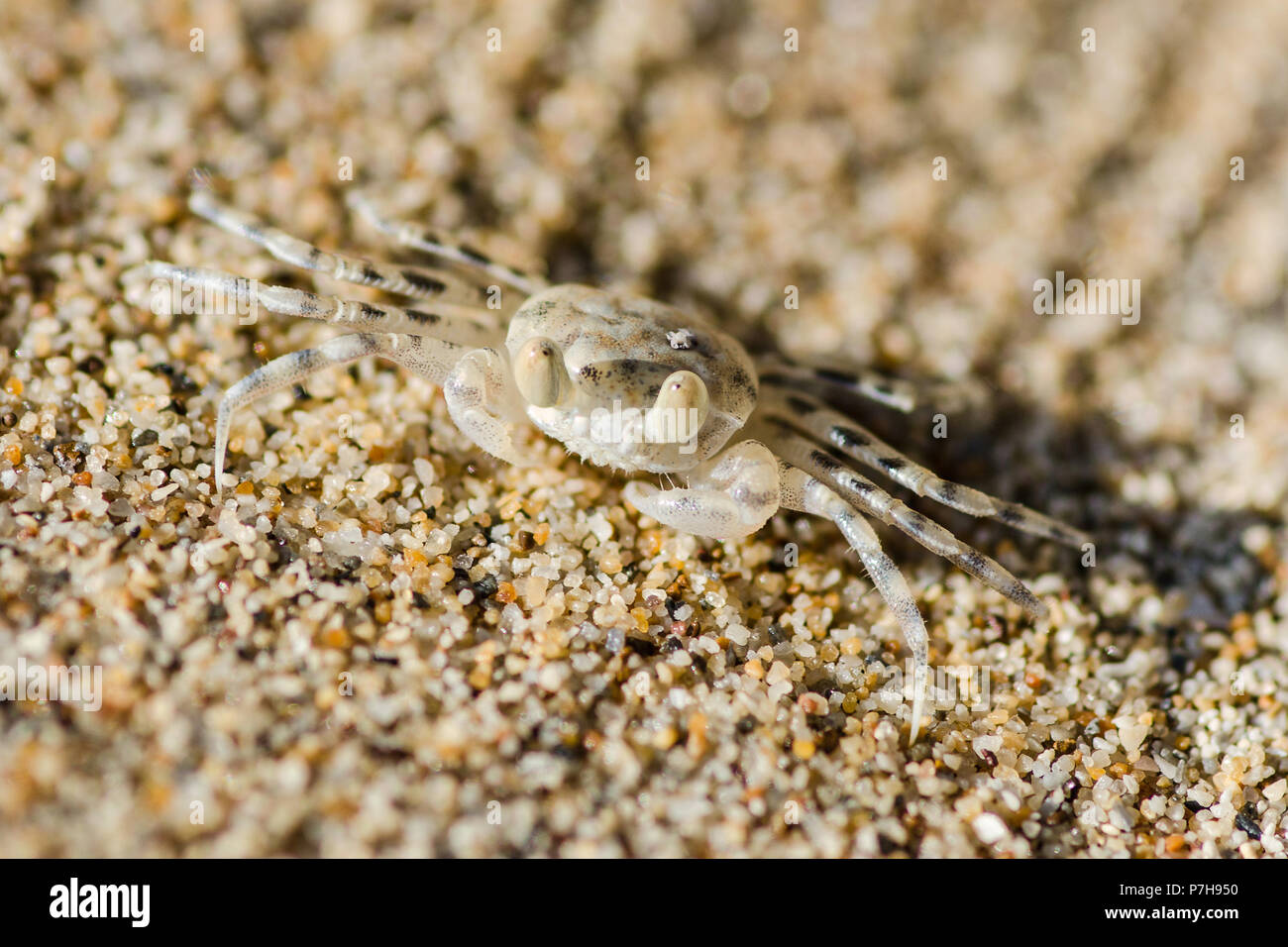 Sand bubbler crab, small beach crab on sand in Railay beach, Thailand ...