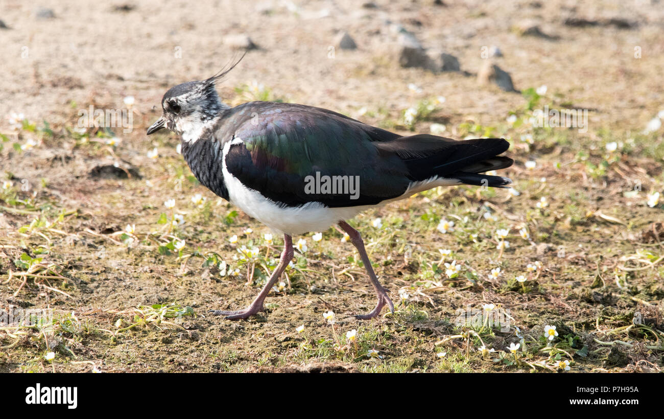 Lapwing feathers close up hi-res stock photography and images - Alamy