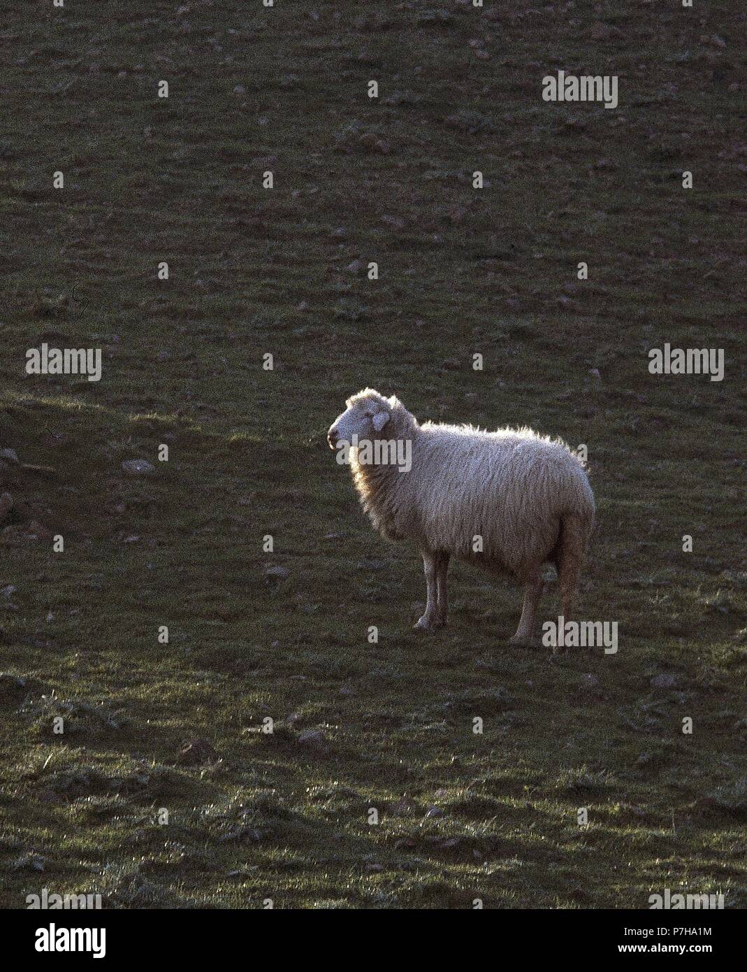 OVEJA MERINA. Location: EXTERIOR, ISLA, SPAIN Stock Photo - Alamy