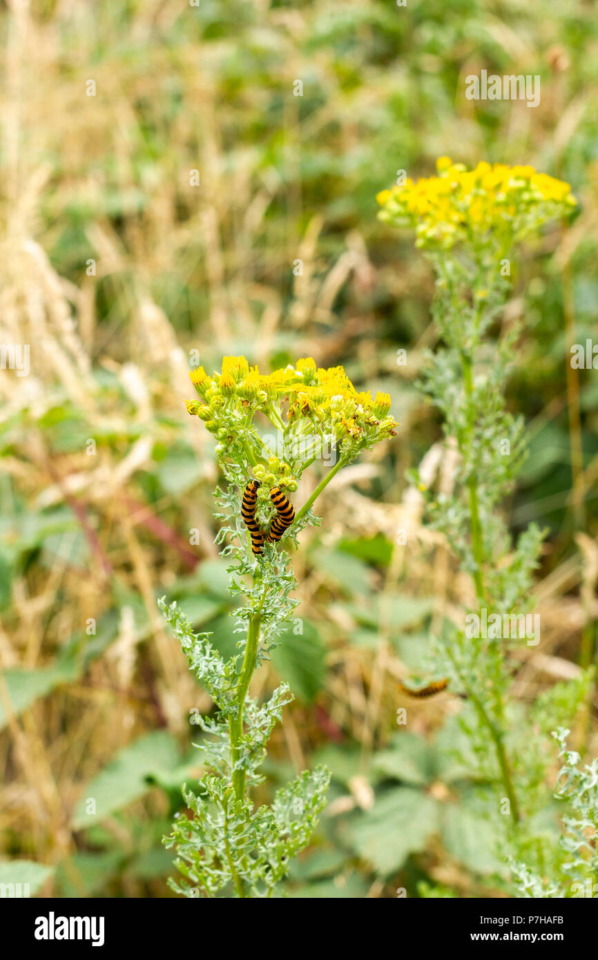 Cinnabar moth caterpillar hi-res stock photography and images - Alamy