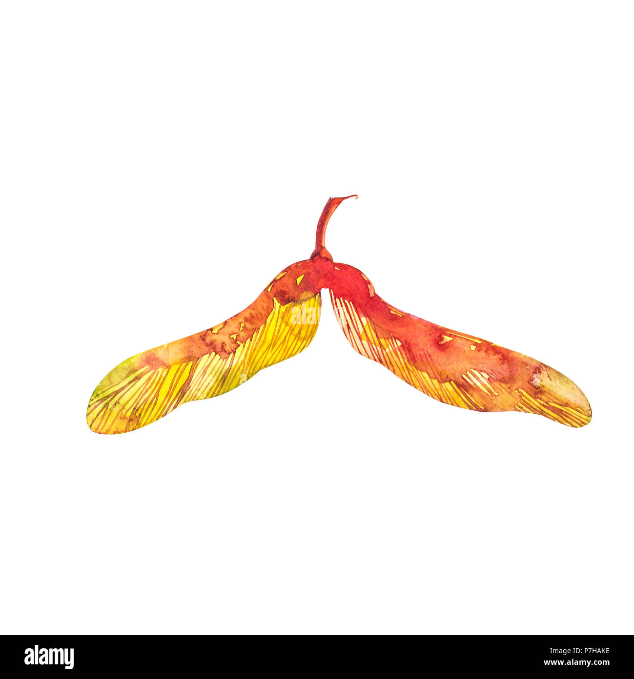Norway maple seeds isolated on white background. Watercolor ...
