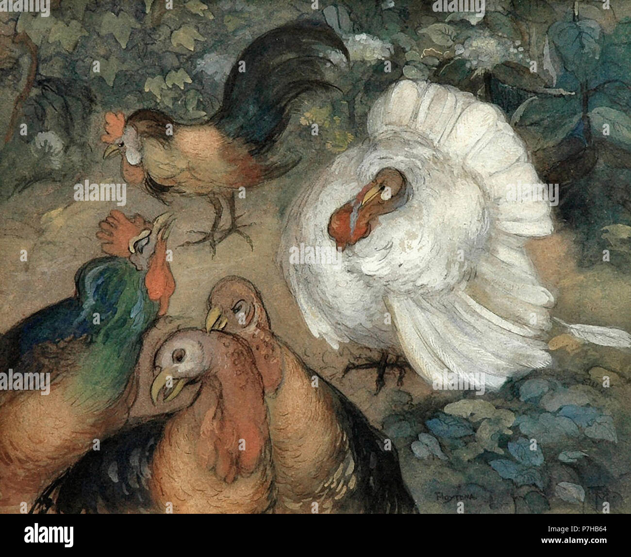 Pluimvee hi-res stock photography and images - Alamy