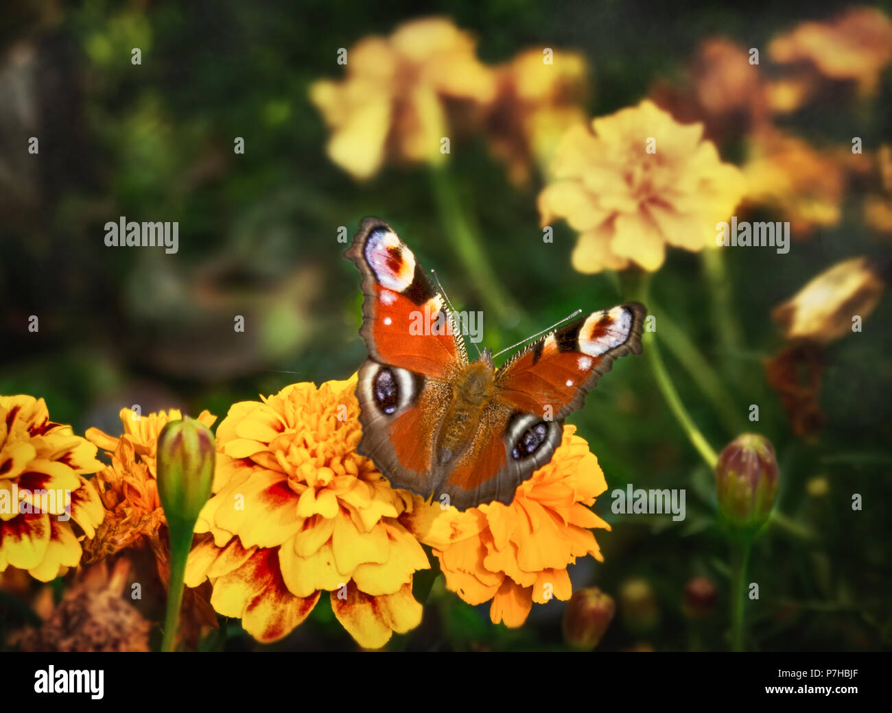 Butterfly. A detachment of insects with complete transformation Stock ...