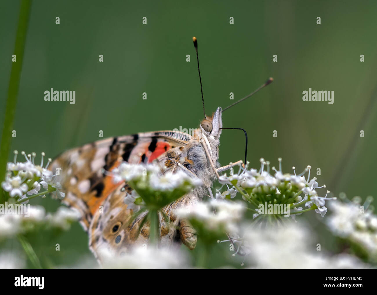 Butterfly. A detachment of insects with complete transformation Stock ...