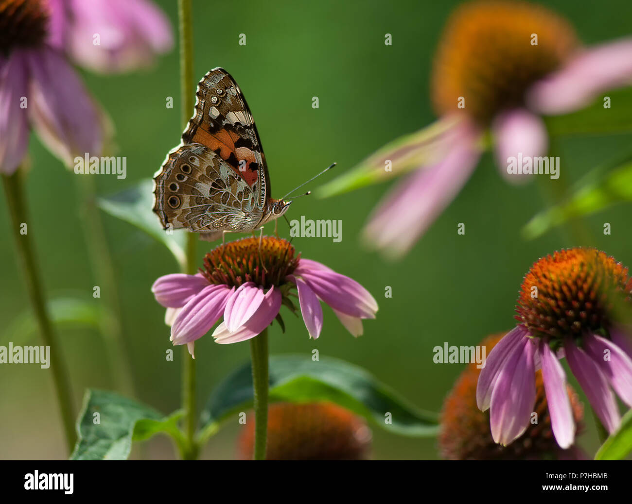 Butterfly. A detachment of insects with complete transformation Stock ...