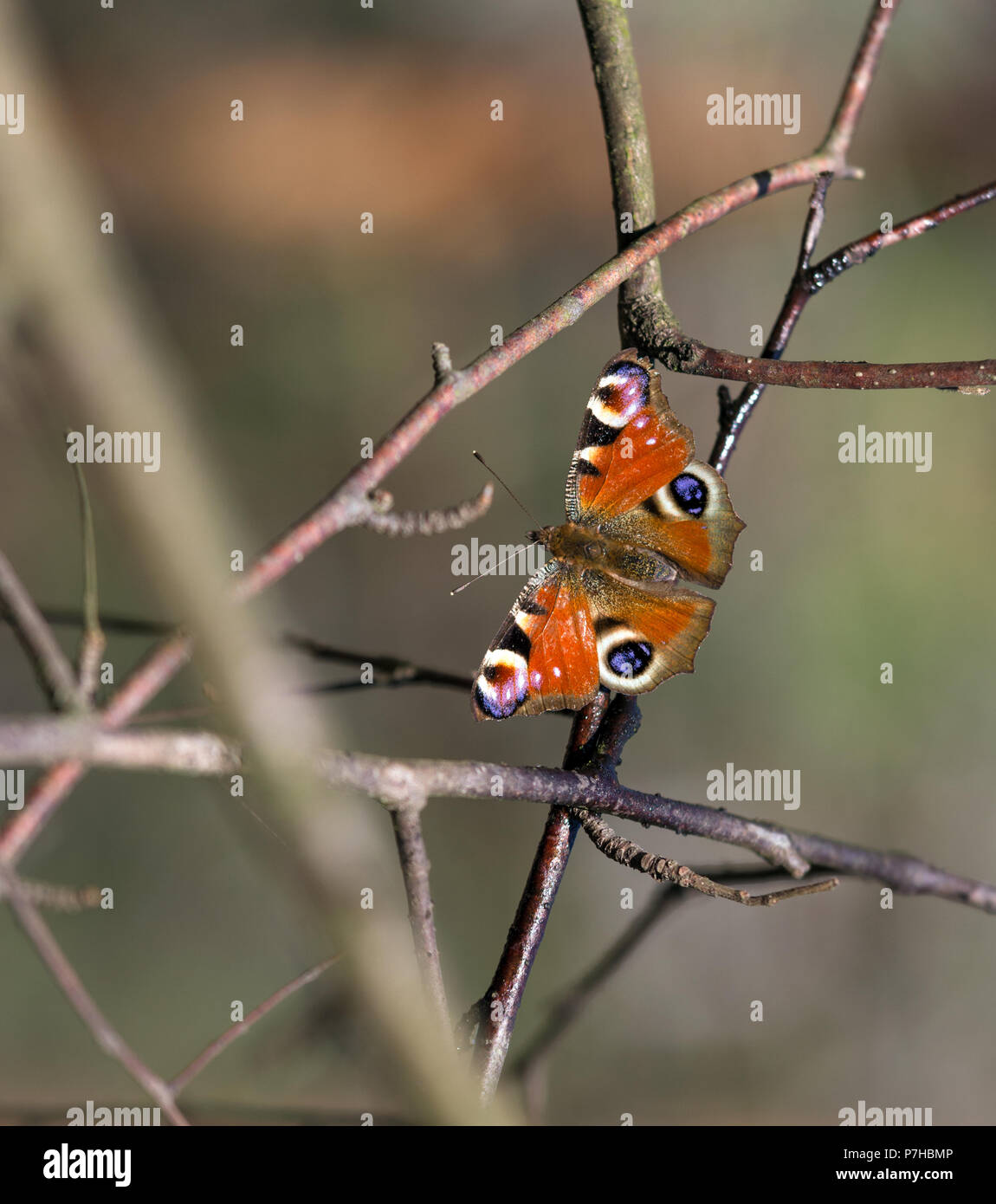 Butterfly. A detachment of insects with complete transformation Stock ...