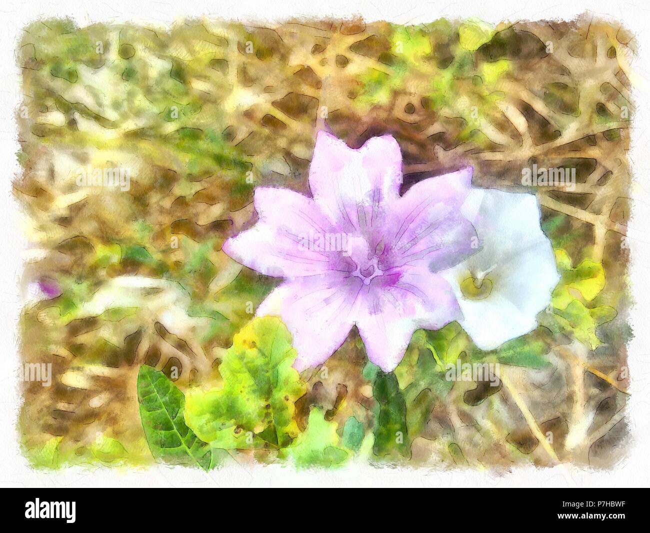 Spanish red rose Cut Out Stock Images & Pictures - Alamy