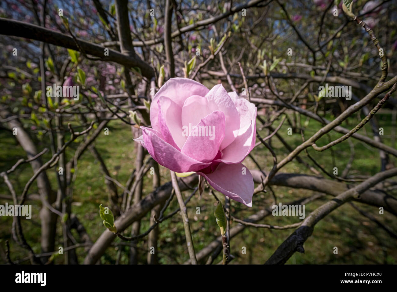 single blossom of a magnolia tree Stock Photo - Alamy