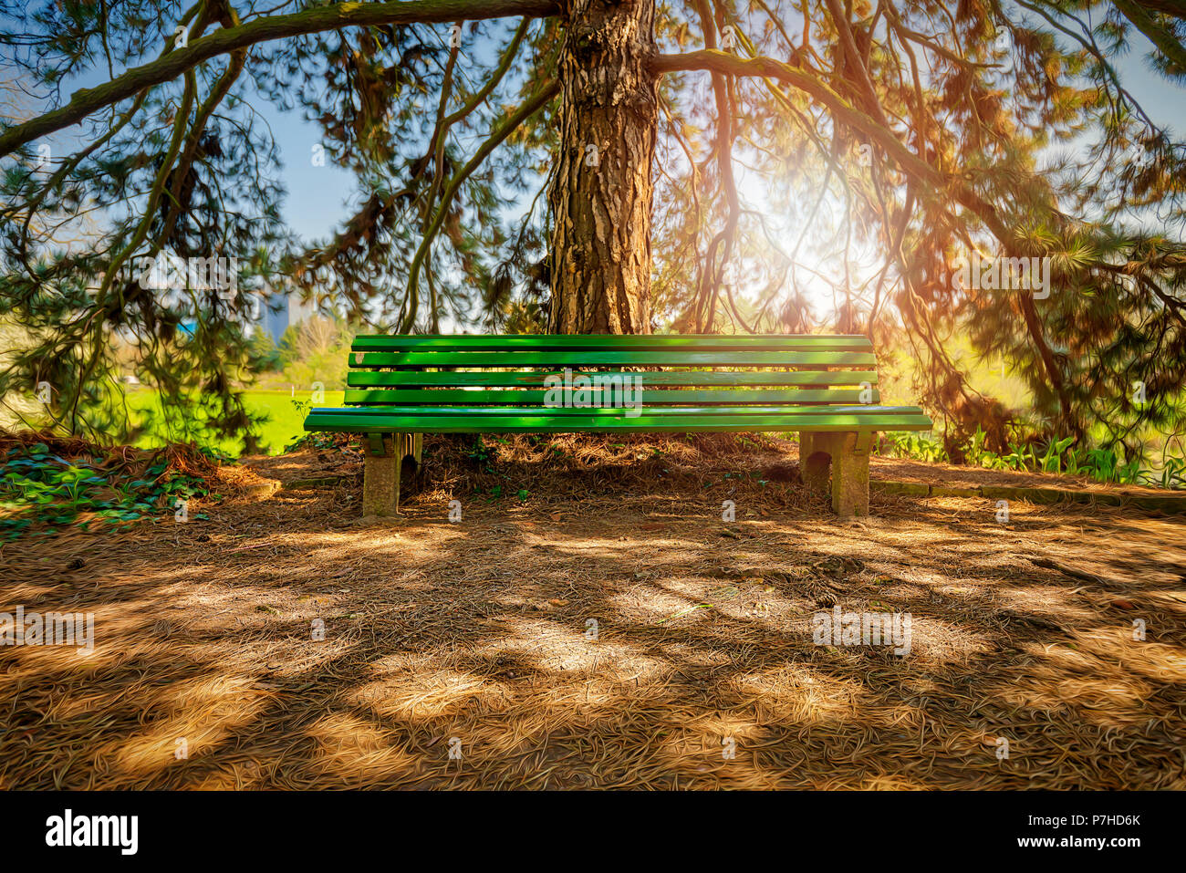 Park bench under pine tree hi-res stock photography and images - Alamy