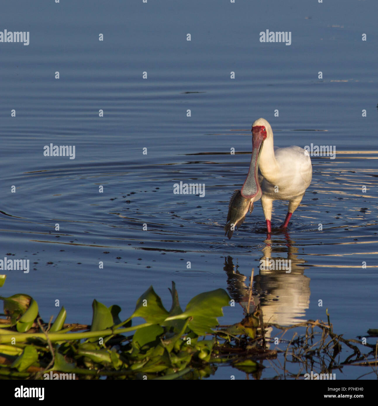 African spoonbill platalea alba feeding hi-res stock photography and ...