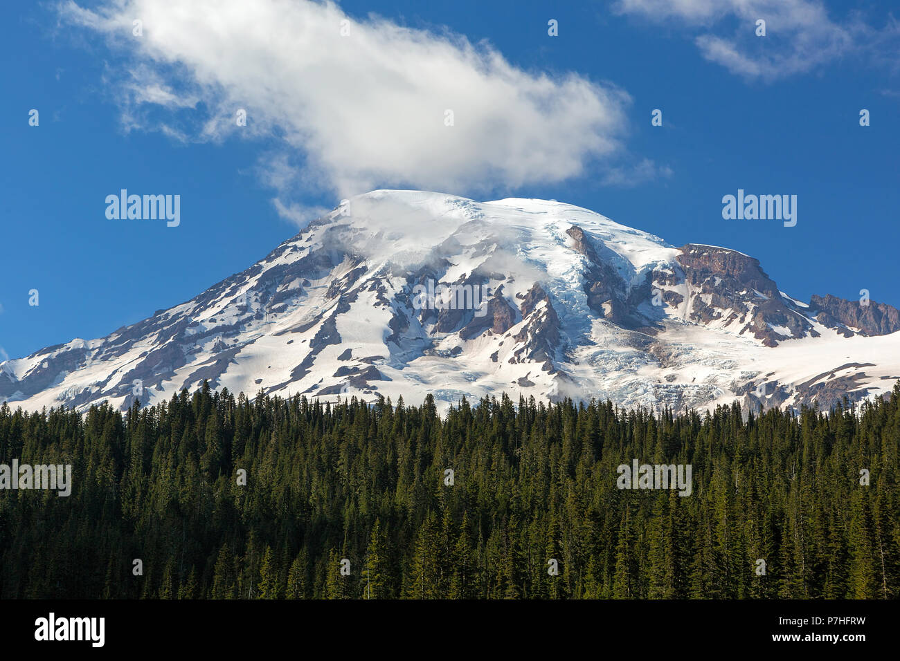 Mount Rainier in National Park amongst evergreen trees with blue sky ...
