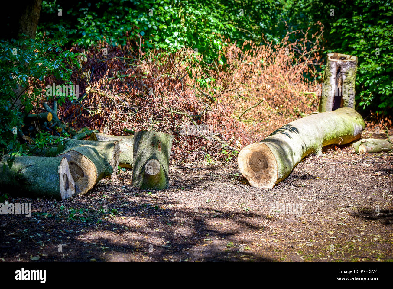 chopped down tree Stock Photo - Alamy