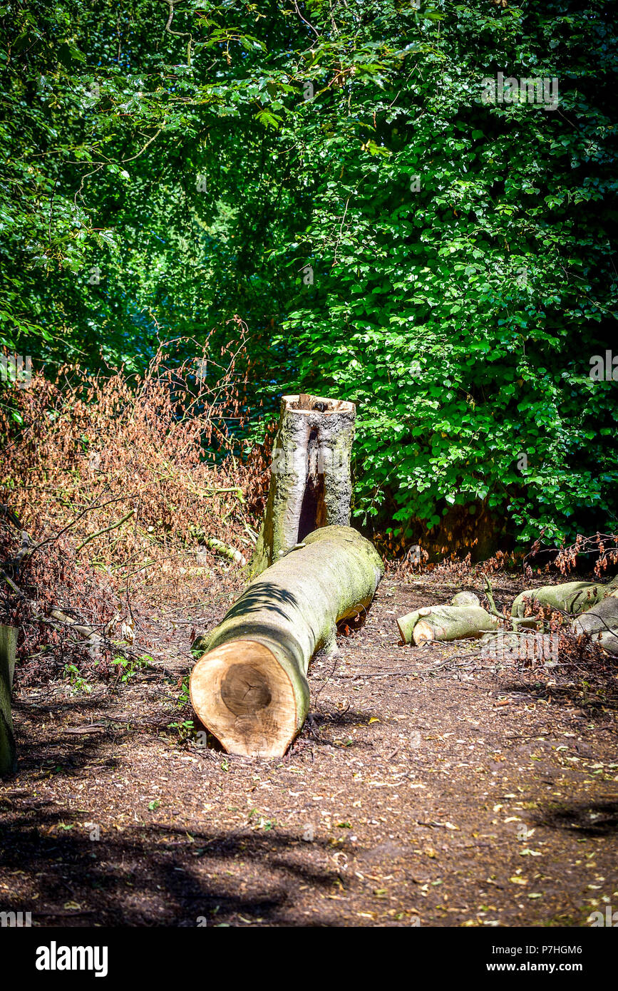 chopped down tree Stock Photo - Alamy