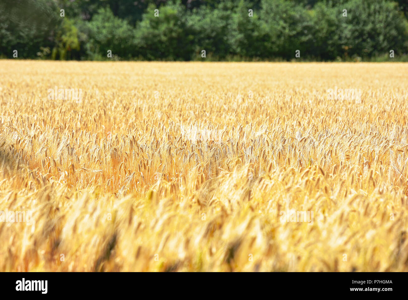 A Corn field Stock Photo - Alamy