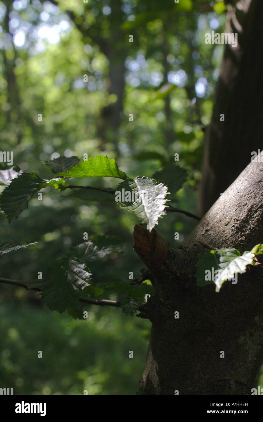 Tree trunk flowers leaves close hi-res stock photography and images - Alamy