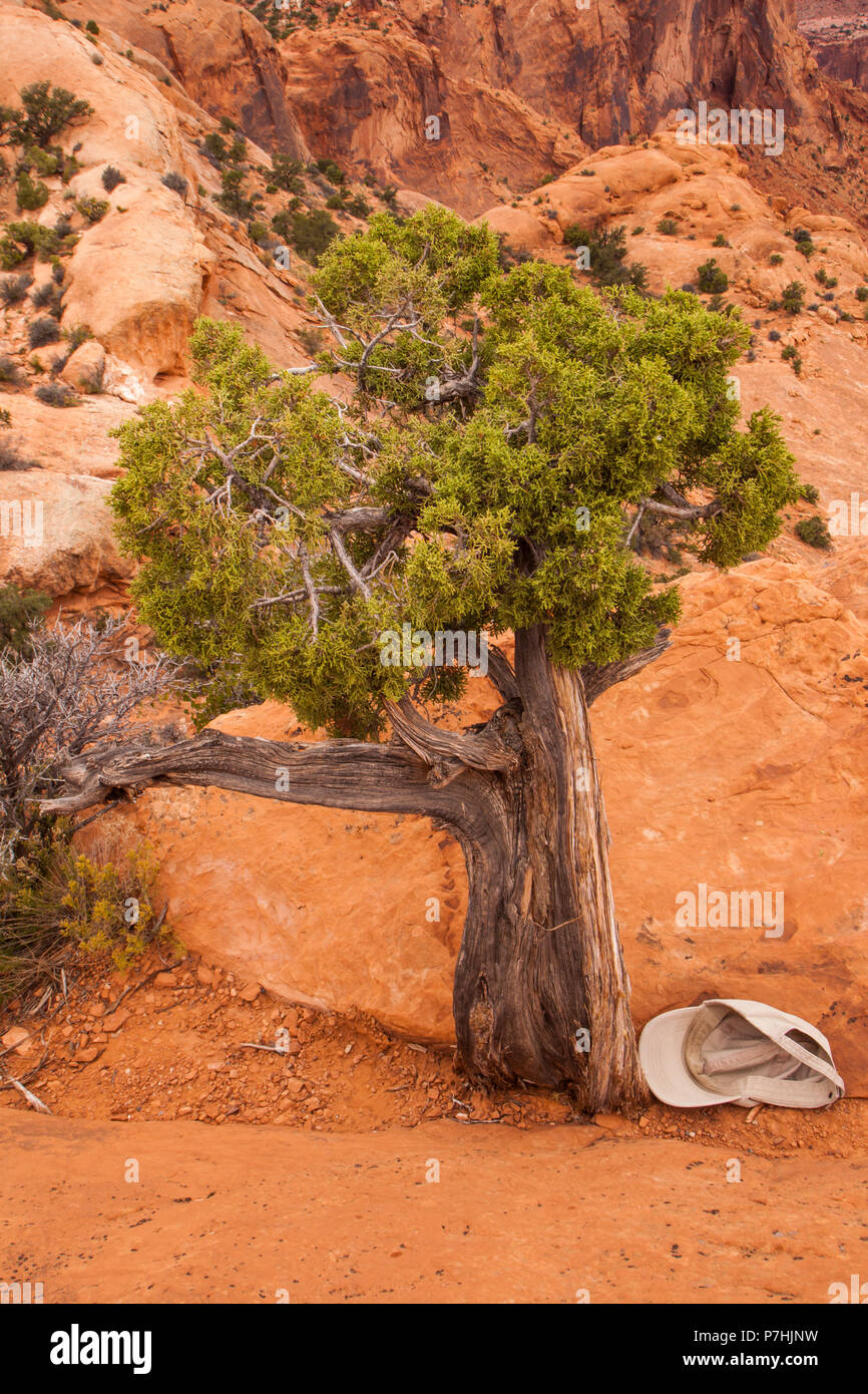 Juniper tree canyonlands hi-res stock photography and images - Alamy