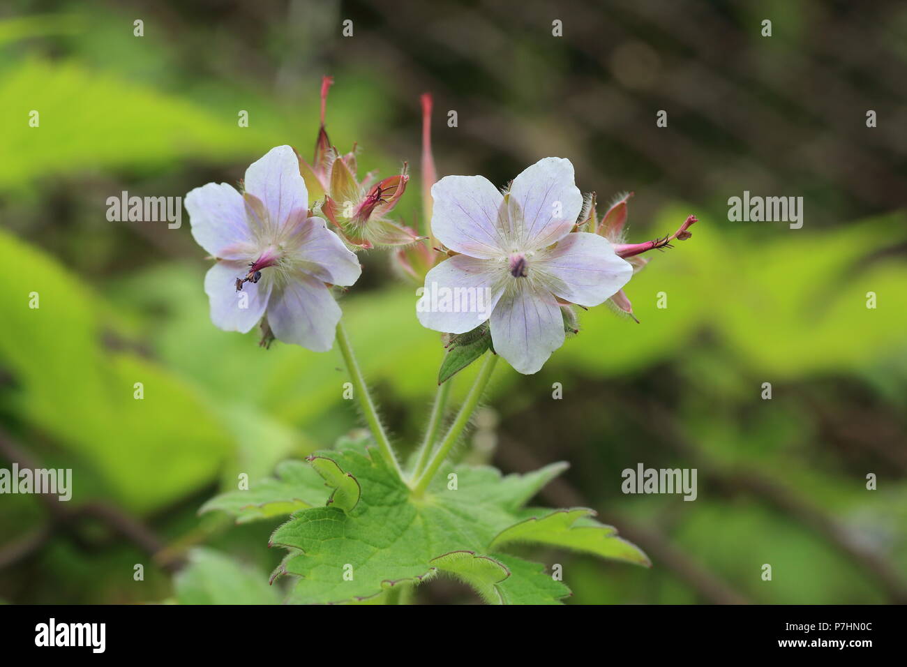 Eriostemon High Resolution Stock Photography and Images - Alamy