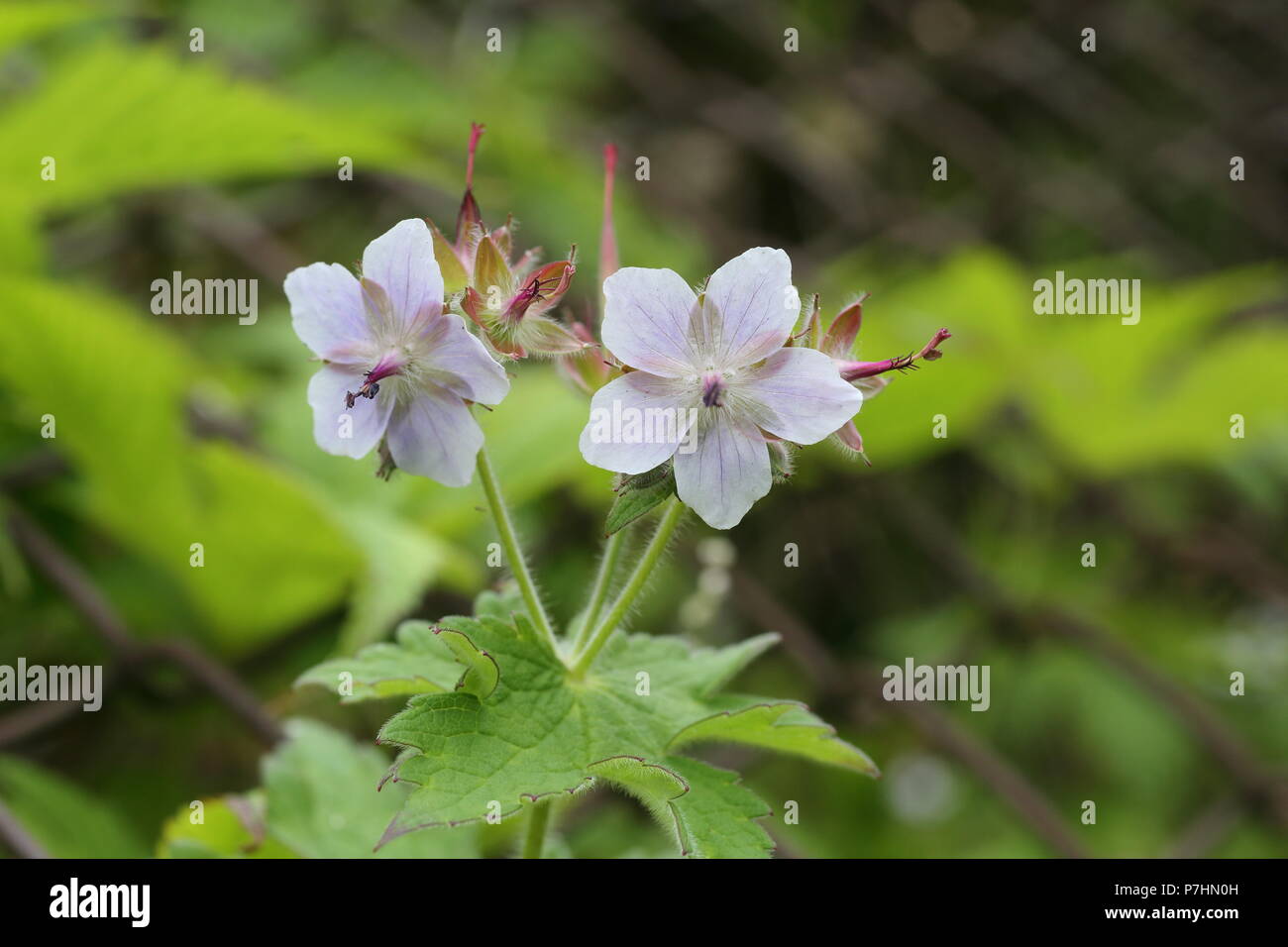 Ibuki garden hi-res stock photography and images - Alamy