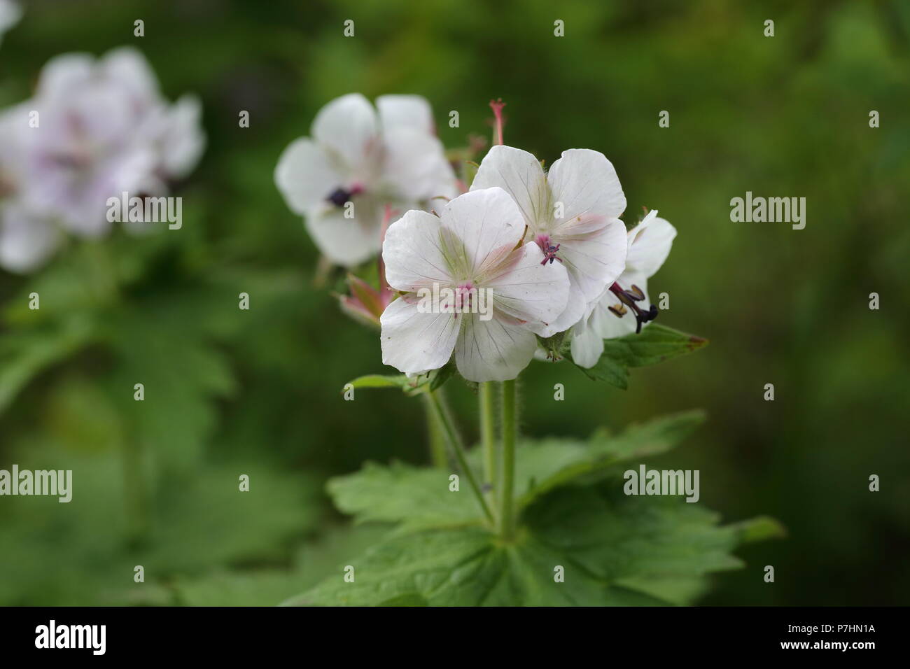 Eriostemon High Resolution Stock Photography and Images - Alamy