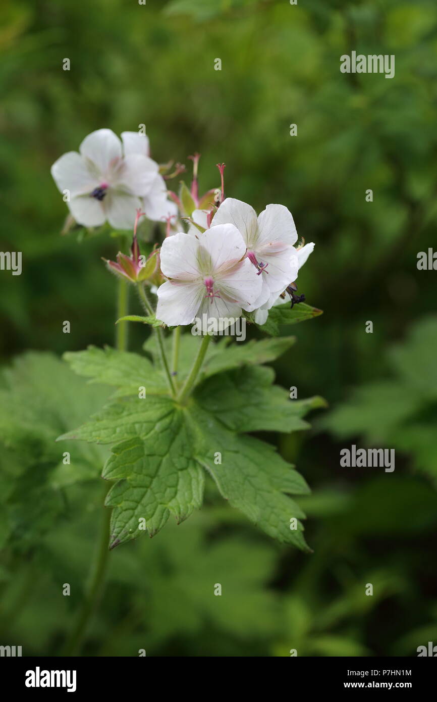 Ibuki garden hi-res stock photography and images - Alamy
