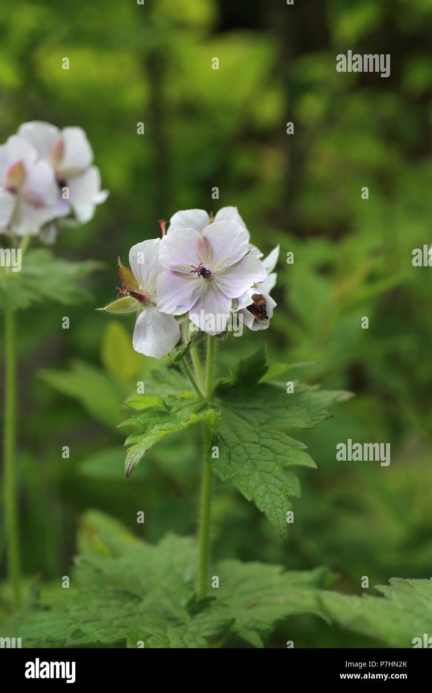 Eriostemon High Resolution Stock Photography and Images - Alamy