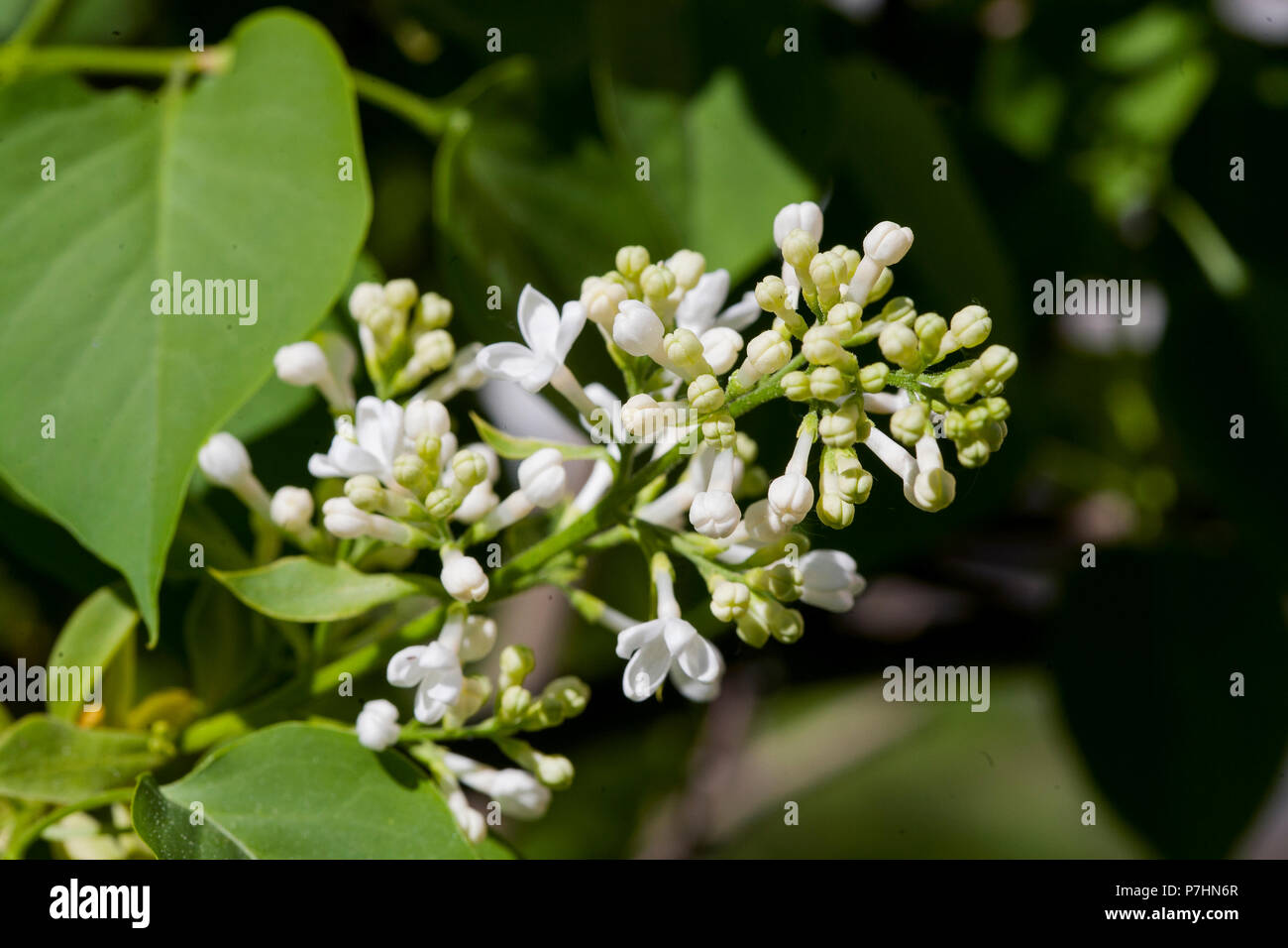 Syringa blooming hi-res stock photography and images - Alamy