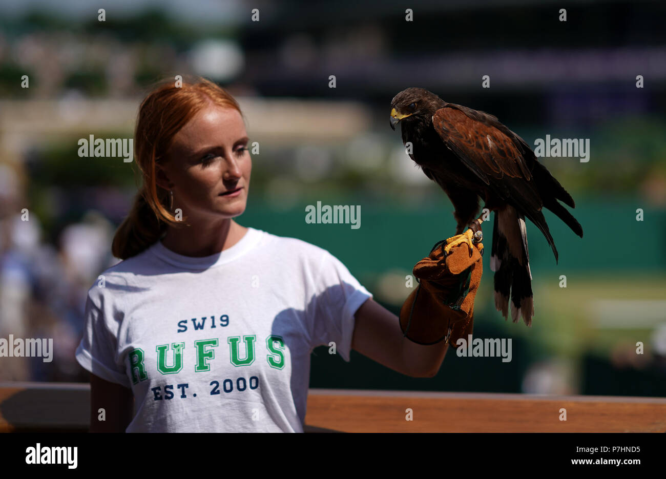Handler Imogen Davies with Rufus the Harris Hawk who is used to keep ...