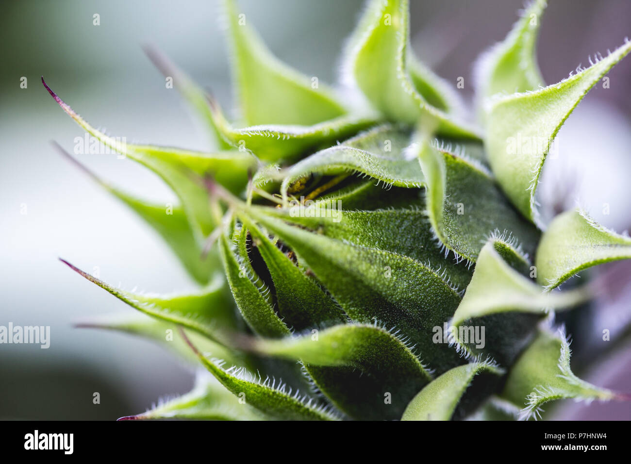Close up young sunflower stem hi-res stock photography and images - Alamy