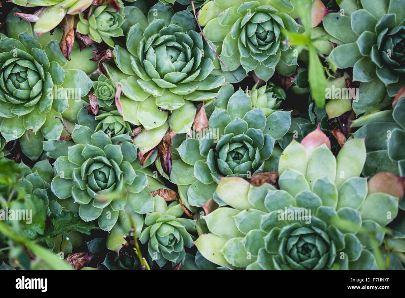 Beautiful succulents hi-res stock photography and images - Alamy