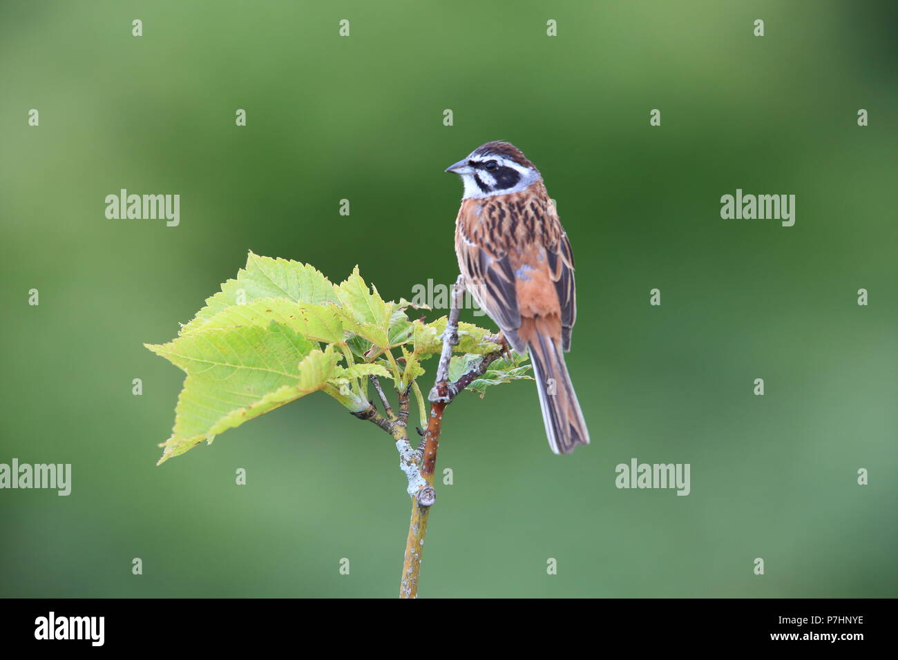 Meadow Bunting (Emberiza cioides) male in Japan Stock Photo - Alamy
