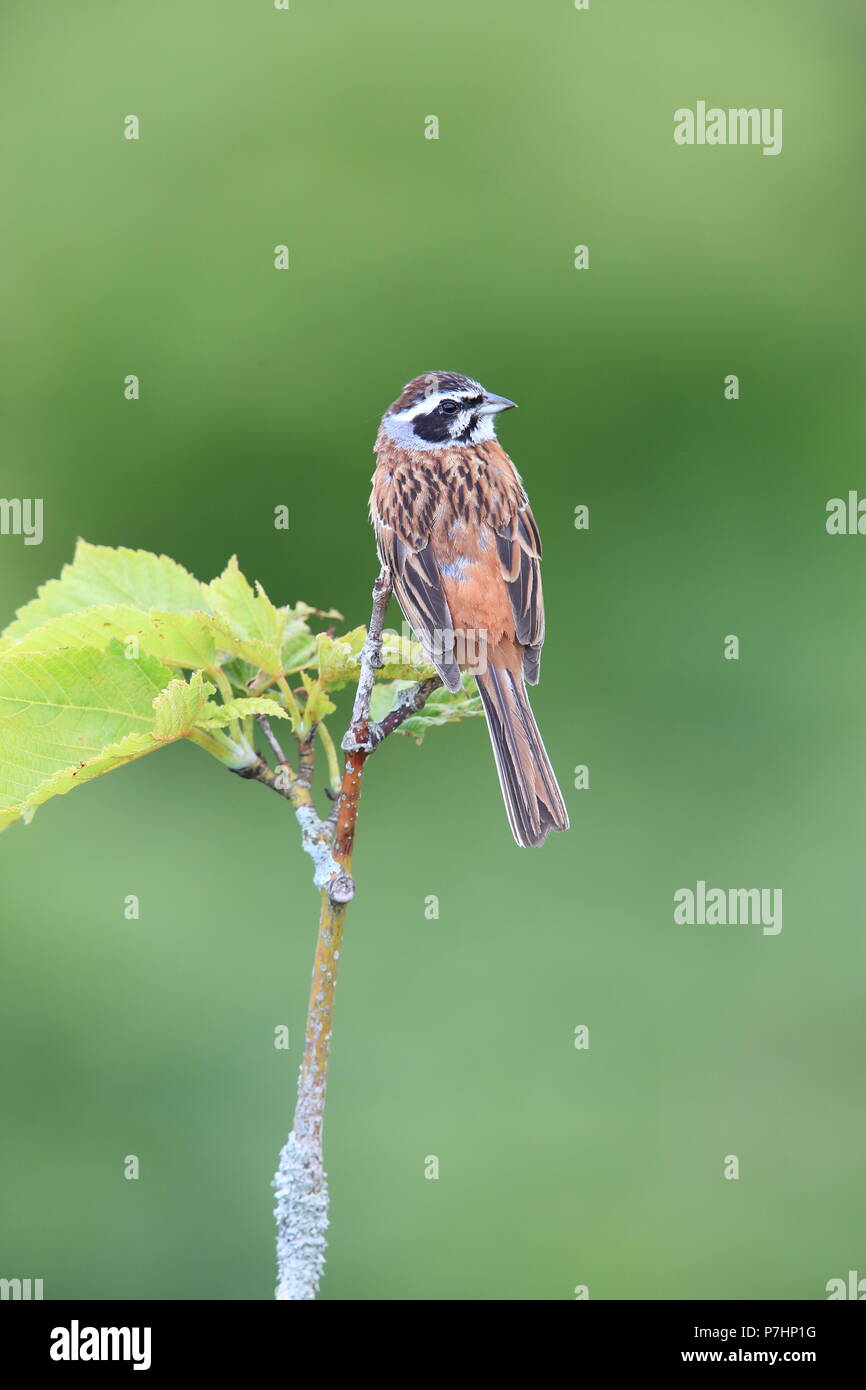 Meadow Bunting (Emberiza cioides) male in Japan Stock Photo - Alamy