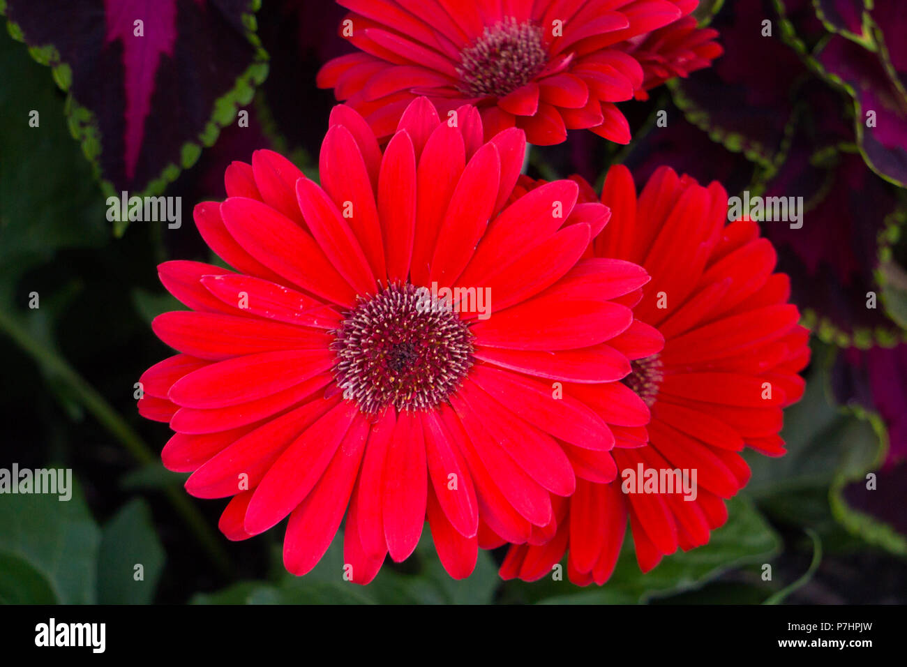 Bright red gerbera daisy flowers hi-res stock photography and images ...