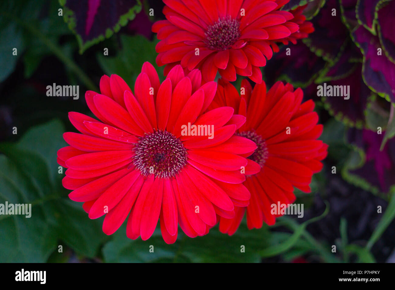 Bright red gerbera daisy flowers hi-res stock photography and images ...