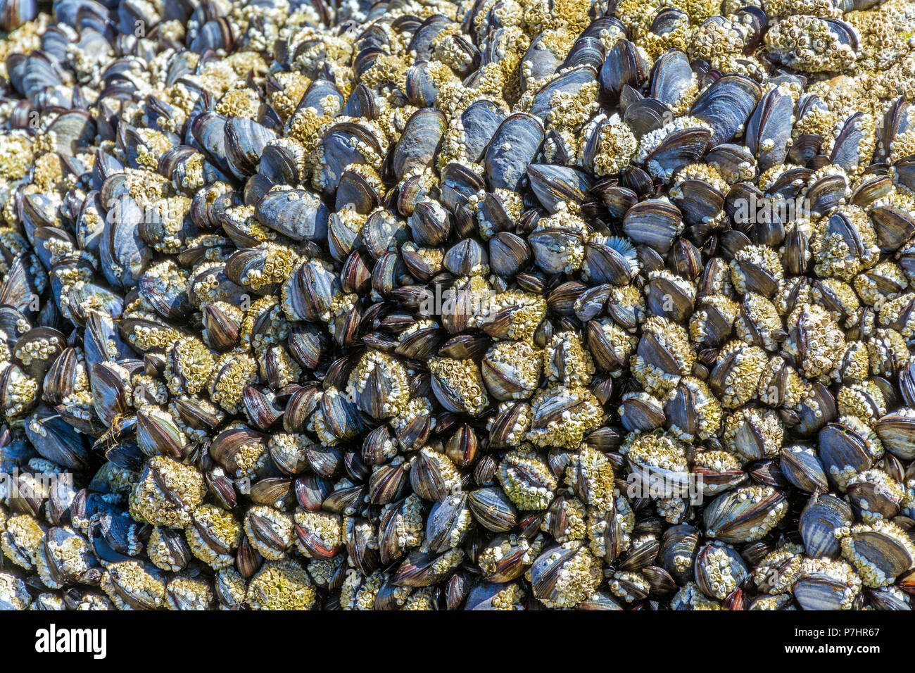 Beautiful still life display of Mussels on rocks at Polzeath in North ...