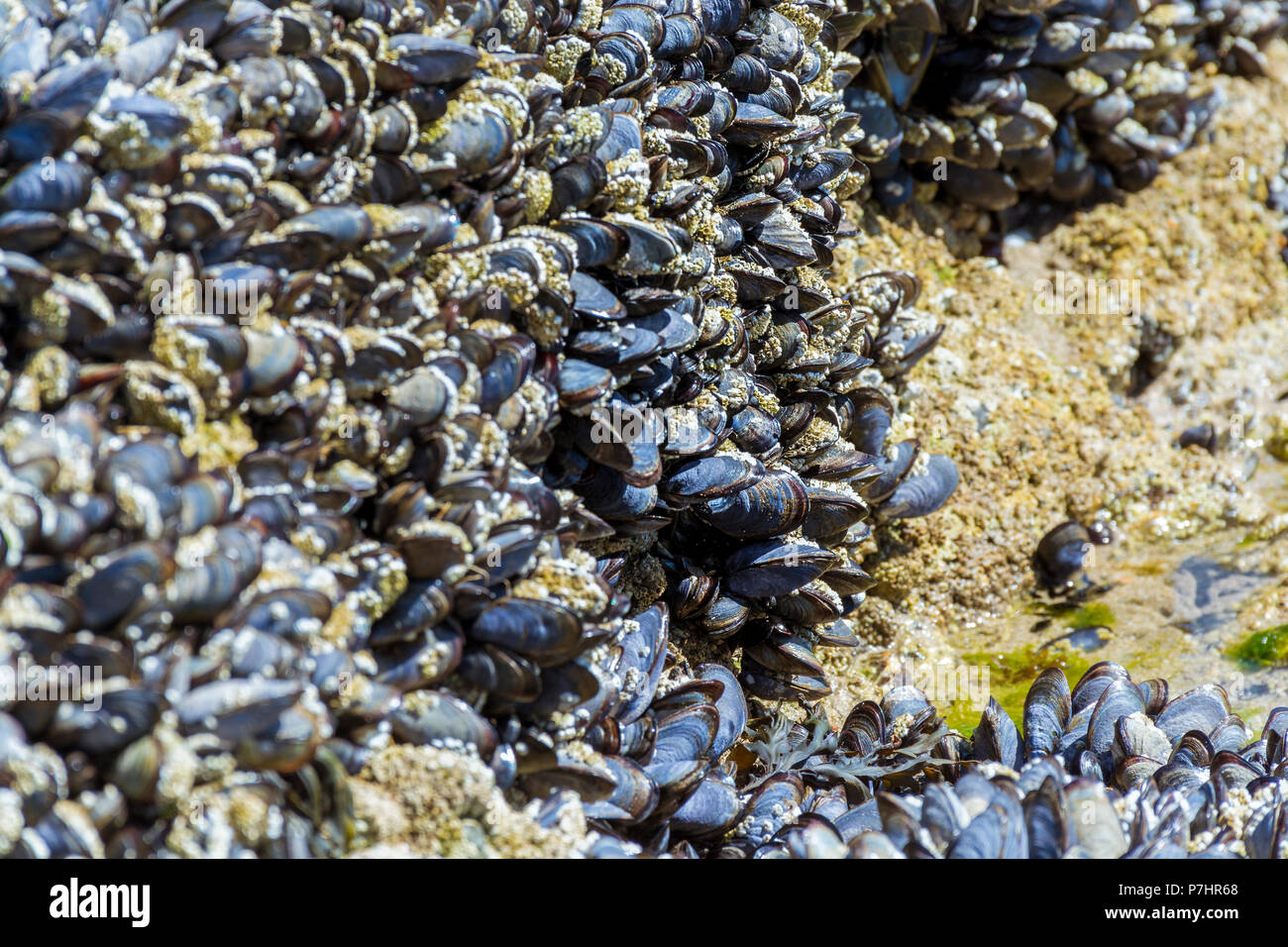 Beautiful still life display of Mussels on rocks at Polzeath in North ...
