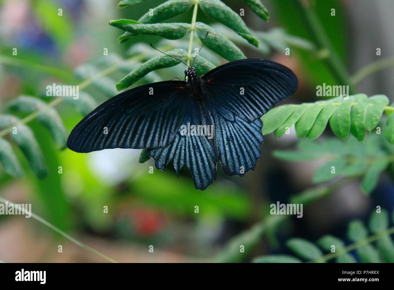 Ombre blue butterfly hi-res stock photography and images - Alamy