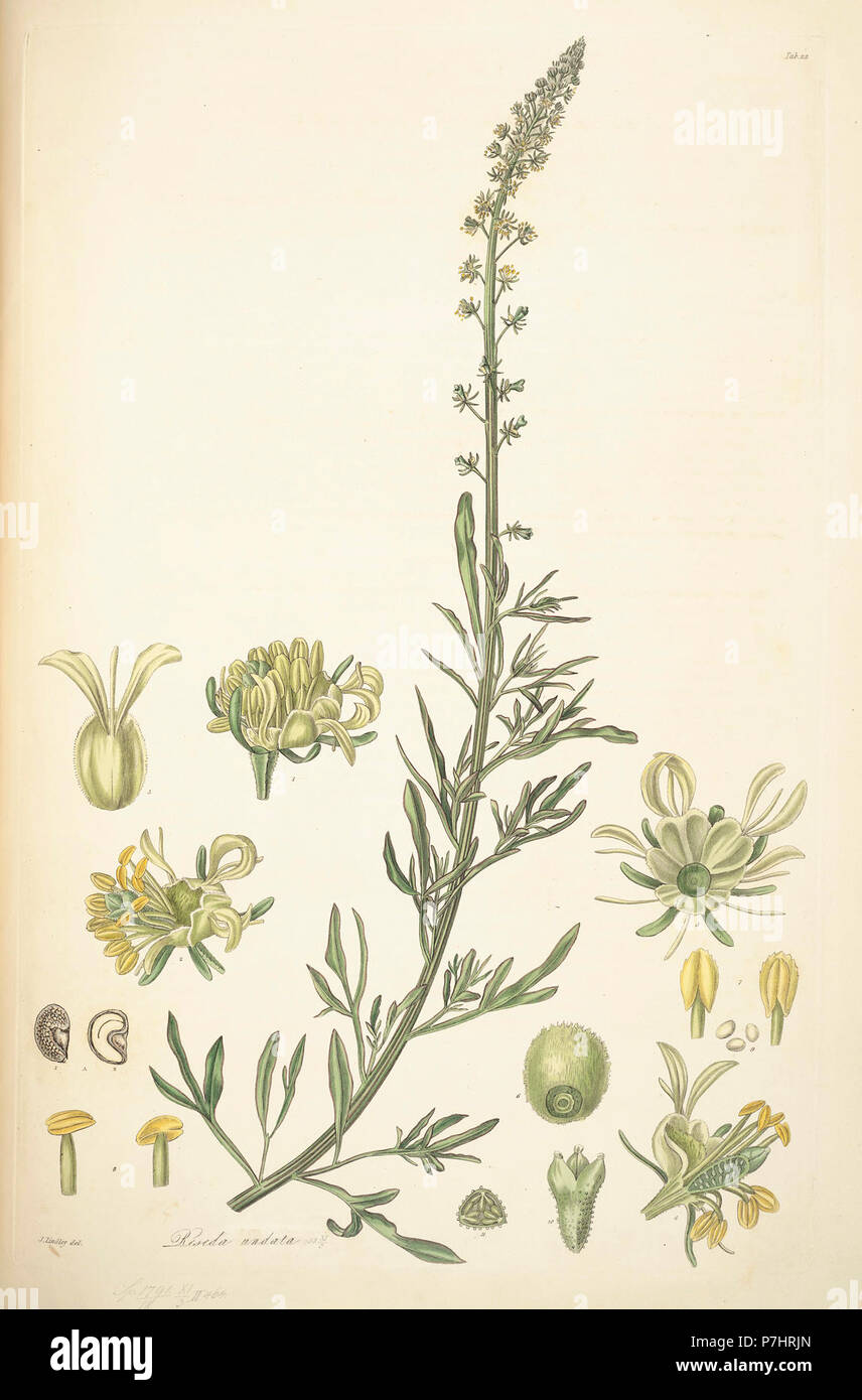 22 Reseda mediterranea - John Lindley - Collectanea botanica (1821 ...
