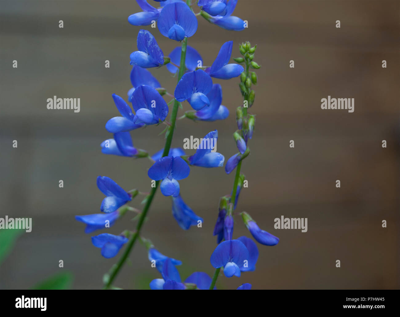 A beautiful bright blue flower of a bean plant Stock Photo - Alamy