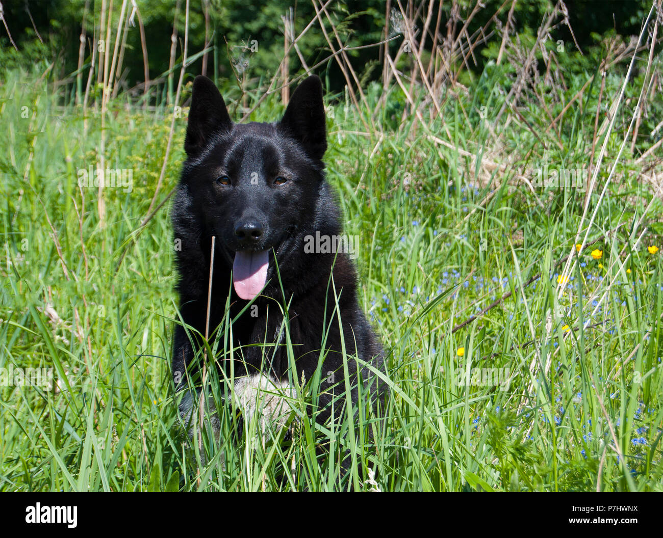 Russian European Laika High Resolution Stock Photography and Images - Alamy