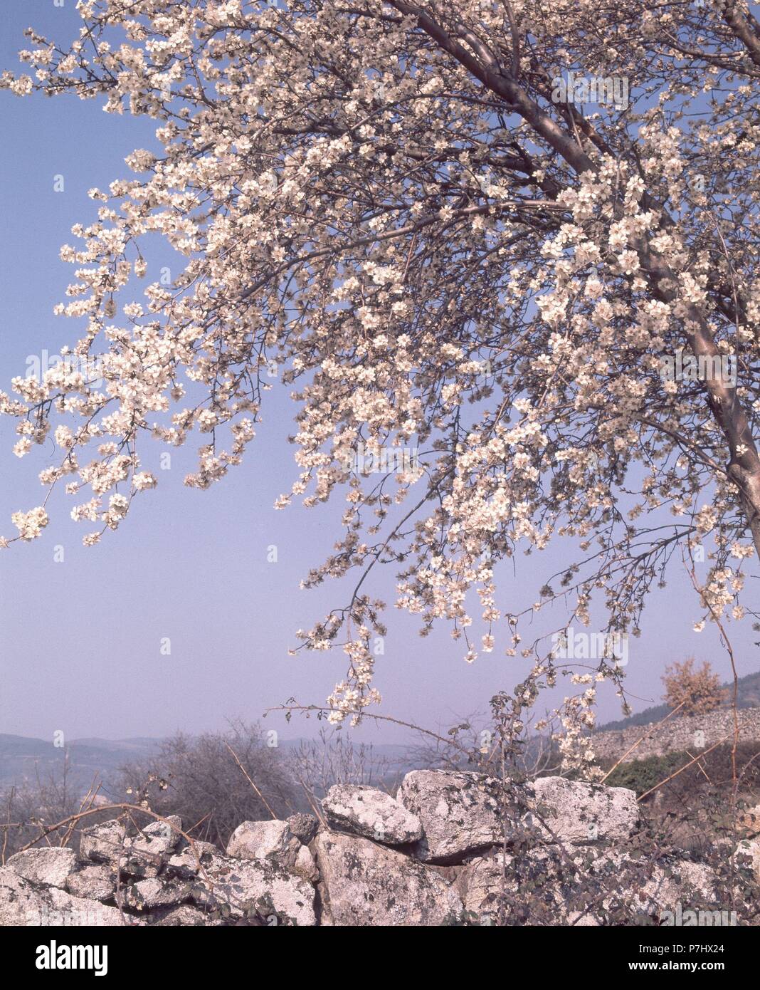 Almendro en flor espana hi-res stock photography and images - Alamy