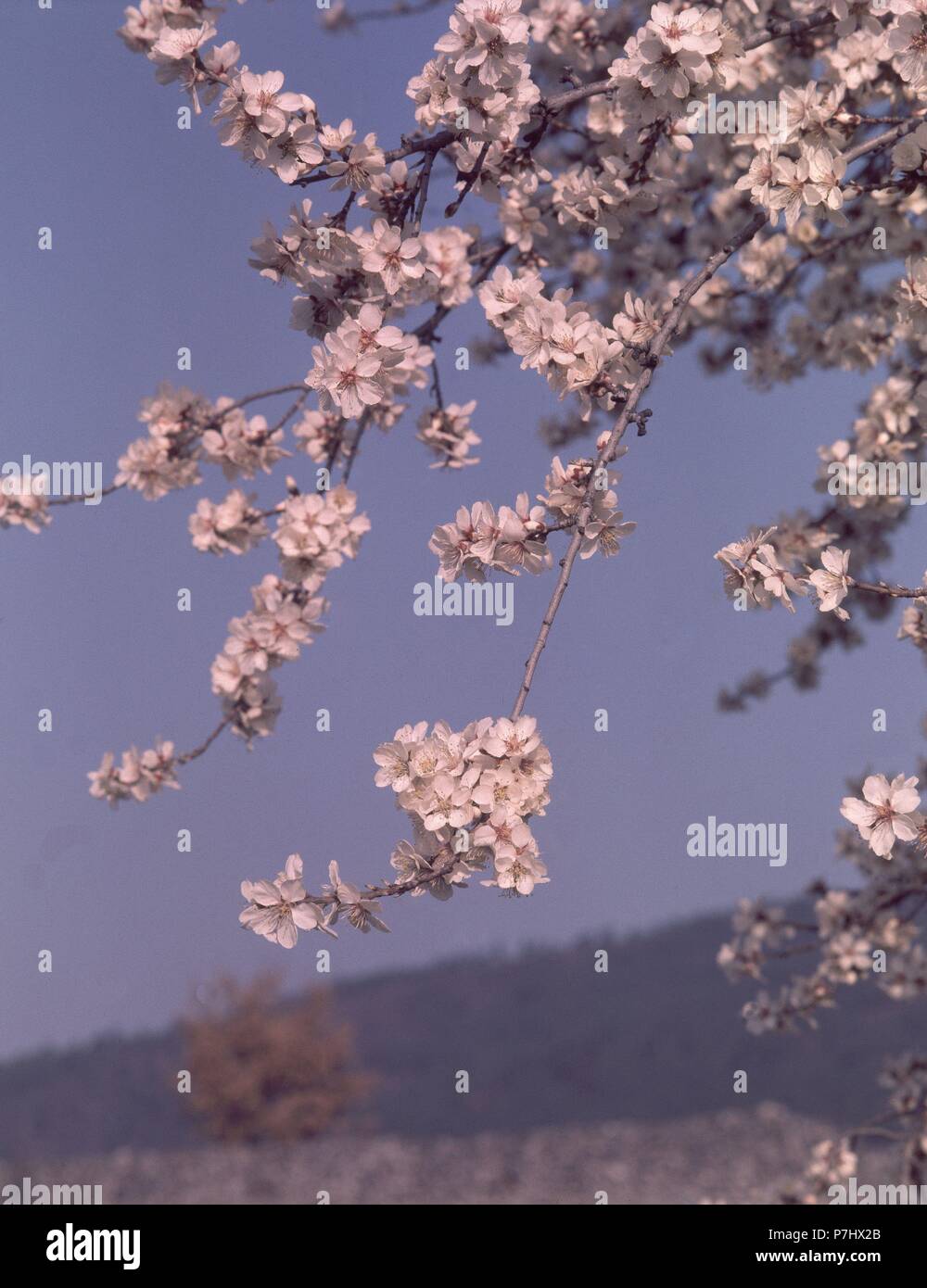 Almendro en flor espana hi-res stock photography and images - Alamy
