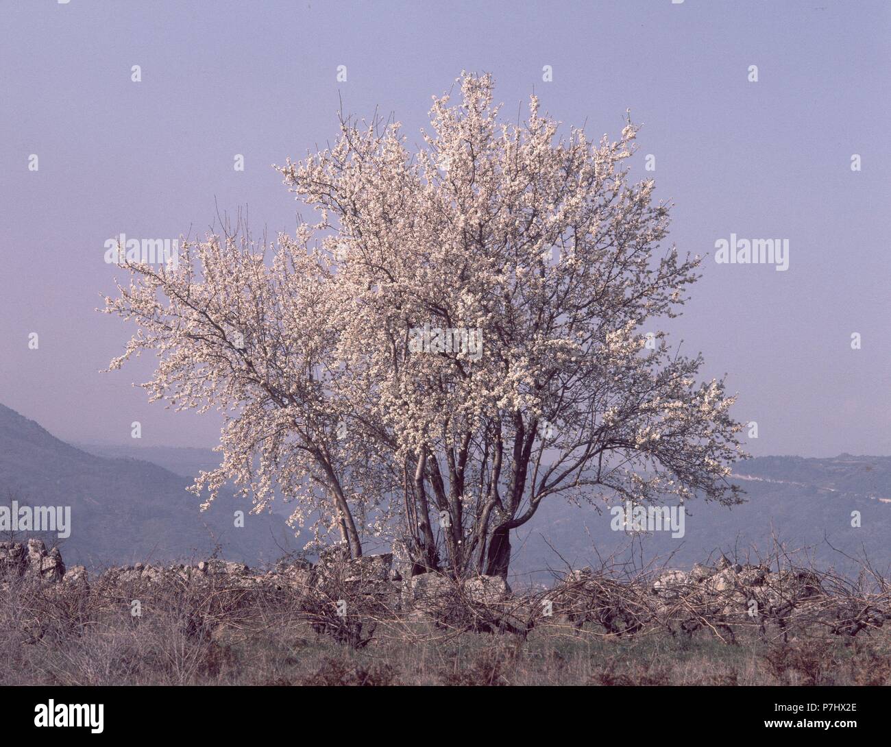 Almendro en flor espana hi-res stock photography and images - Alamy